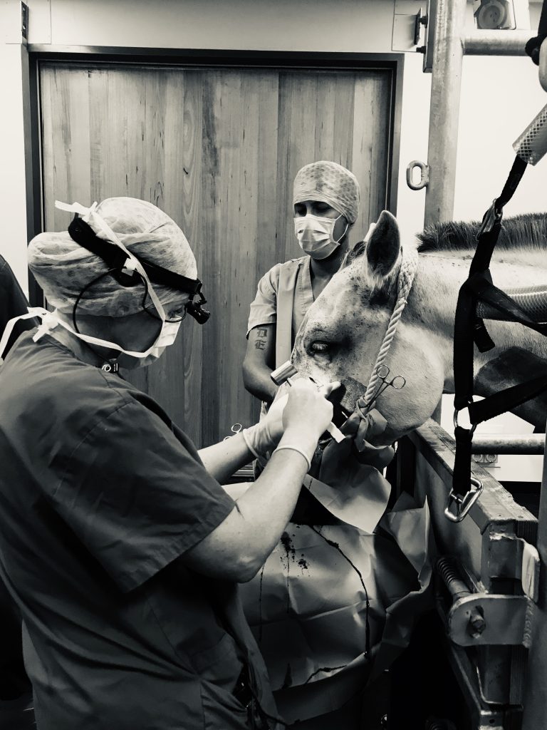 About Us - Australian Veterinary Equine Dentistry